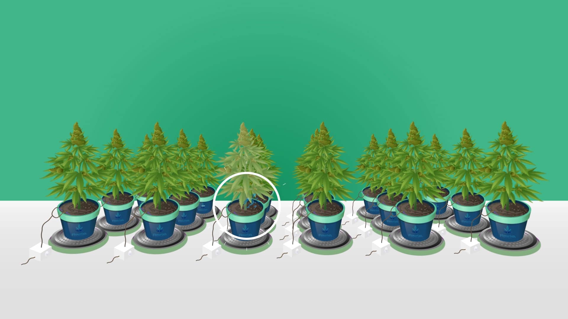 Learn More - Flourish Systems